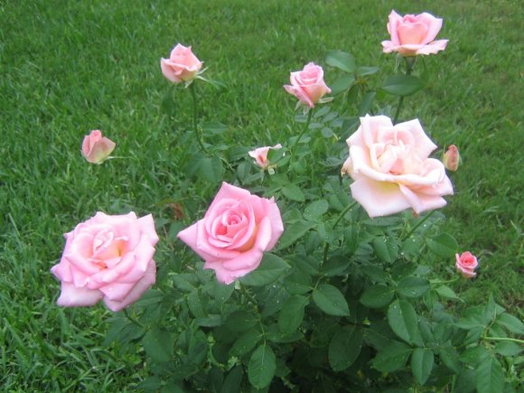 Happy Blog » Blog Archive » Beautiful Pink Tea Rose